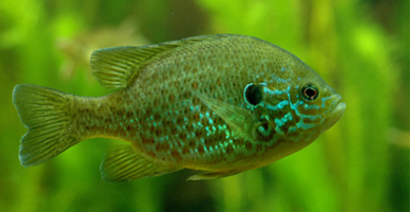 "Comme un poisson dans l'eau" : atelier jeune public au Muséum d ...