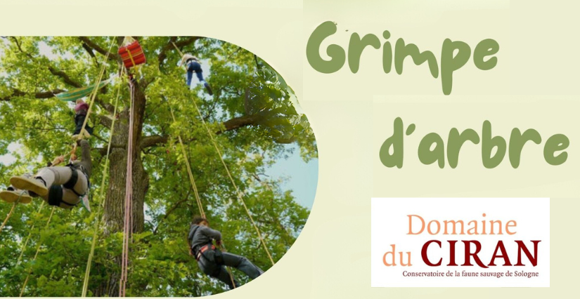 Grimpe d'arbre au Domaine du Ciran | Kidiklik